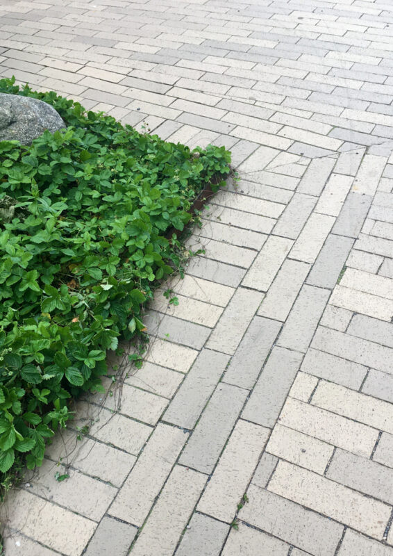 plants_700 - MASU Planning